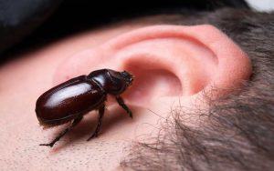 How to Remove a Bug from Your Ear | Modern Survival